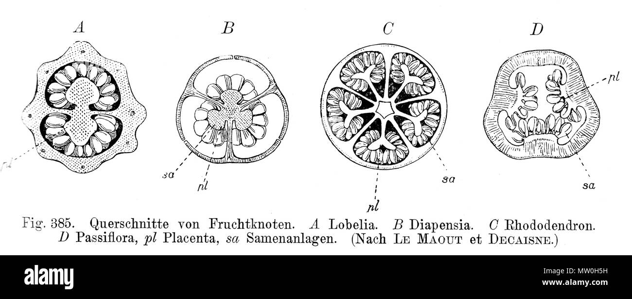 Placentation Black and White Stock Photos & Images - Alamy