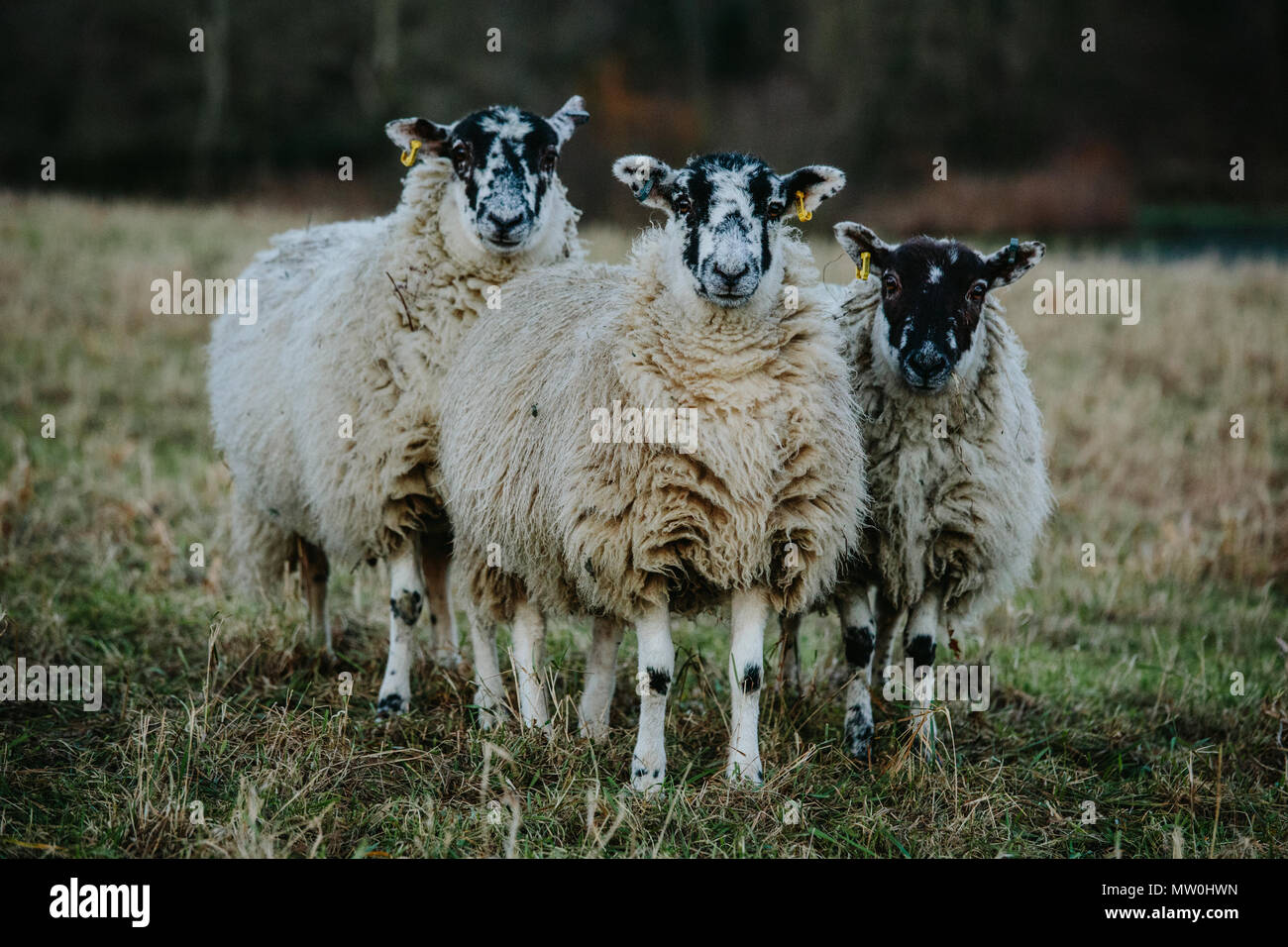 British farm animals sunset High Resolution Stock Photography and ...
