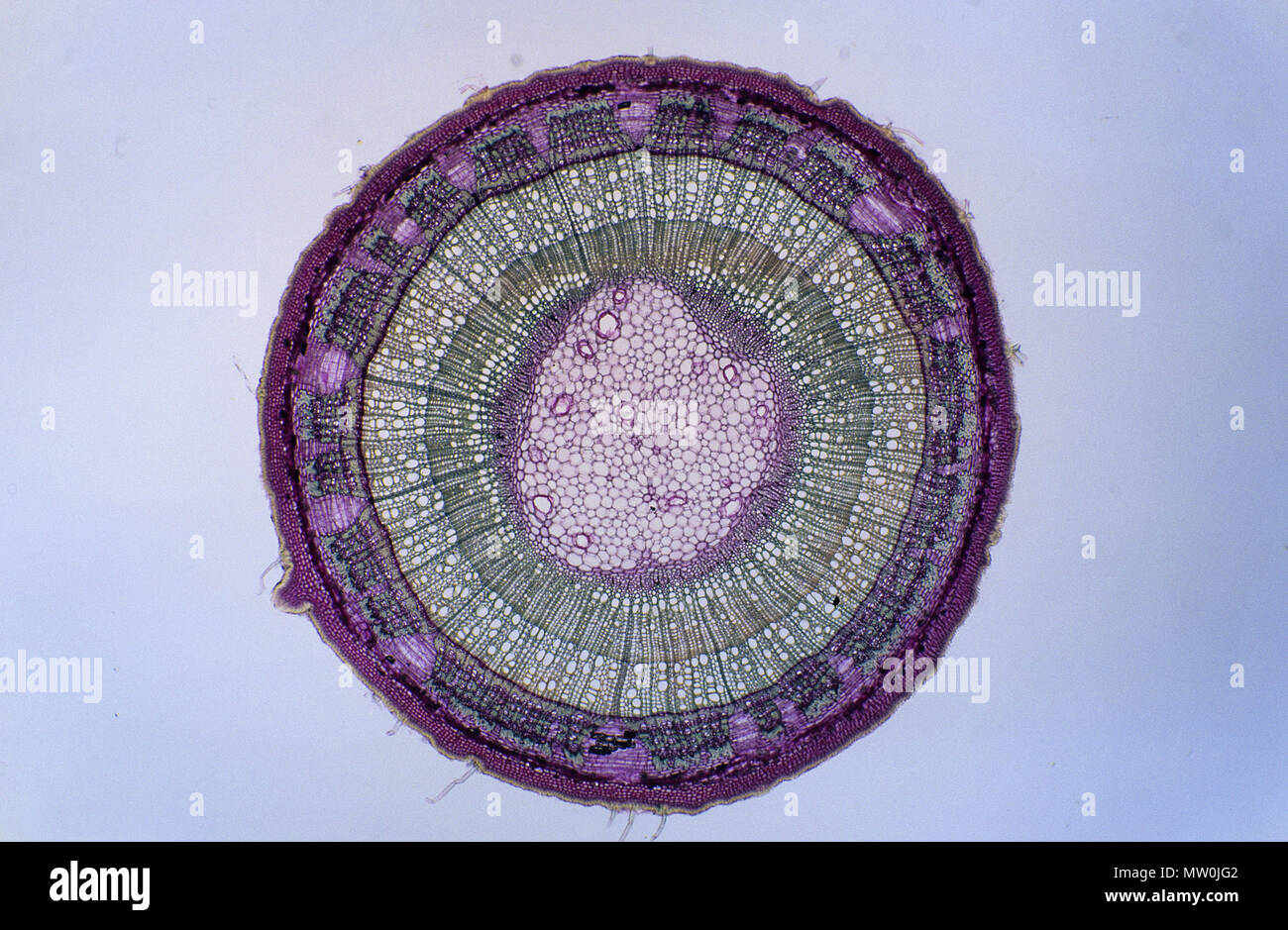 Section through xylem.Vegetable tissue.7x Stock Photo - Alamy