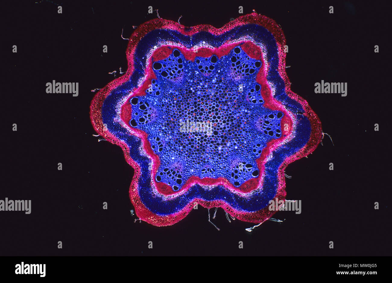 Optical sections hi-res stock photography and images - Alamy
