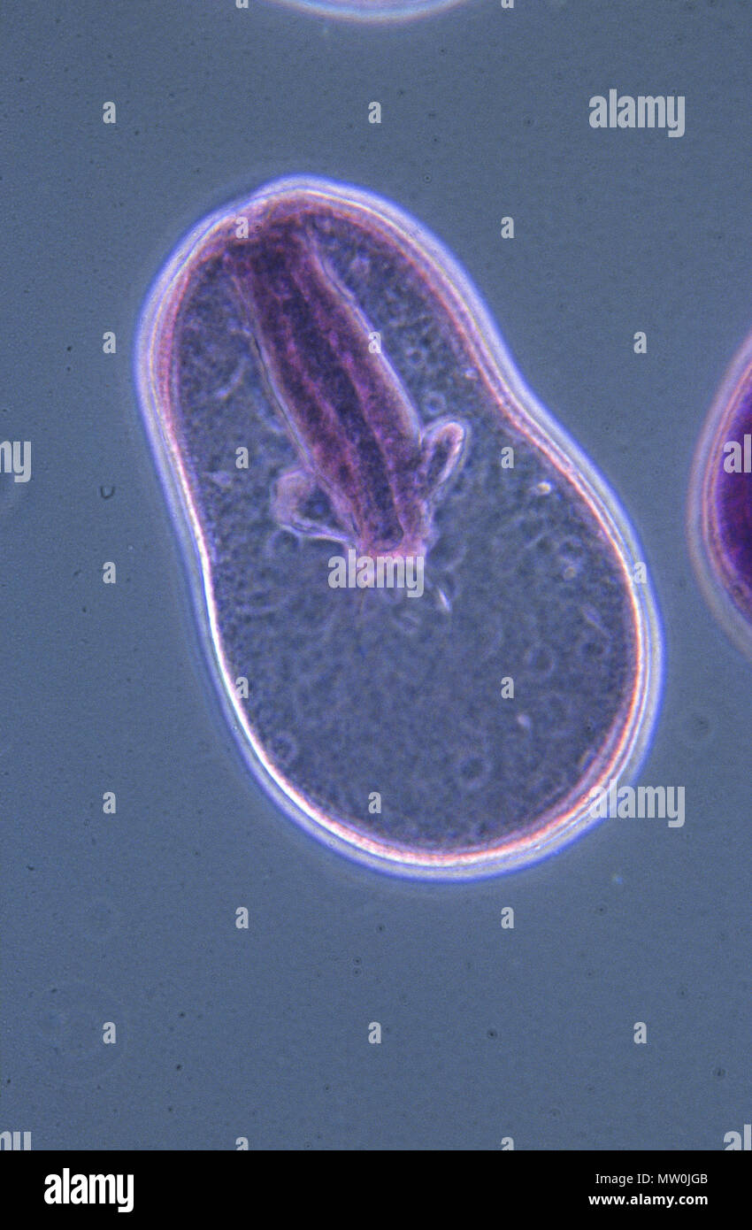 Blastula Under Microscope