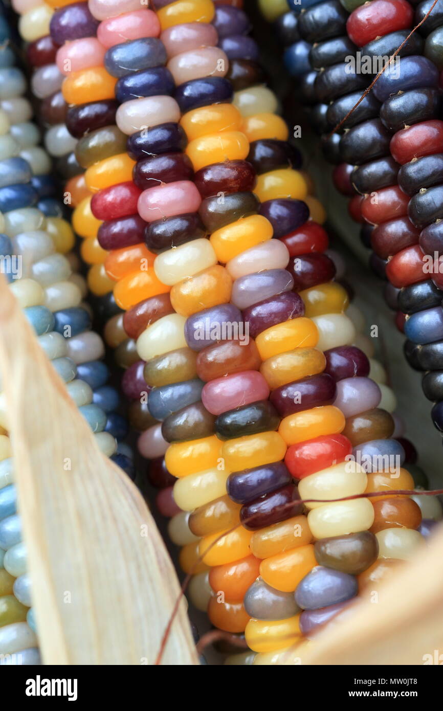 Heirloom corn hi-res stock photography and images - Alamy
