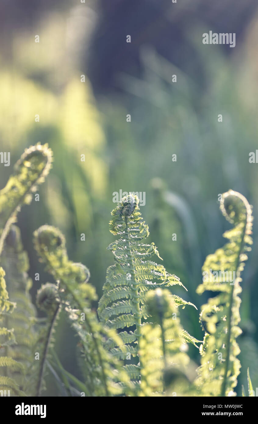 Polypodium vulgare fern plant the common polypody close up with blurry ...