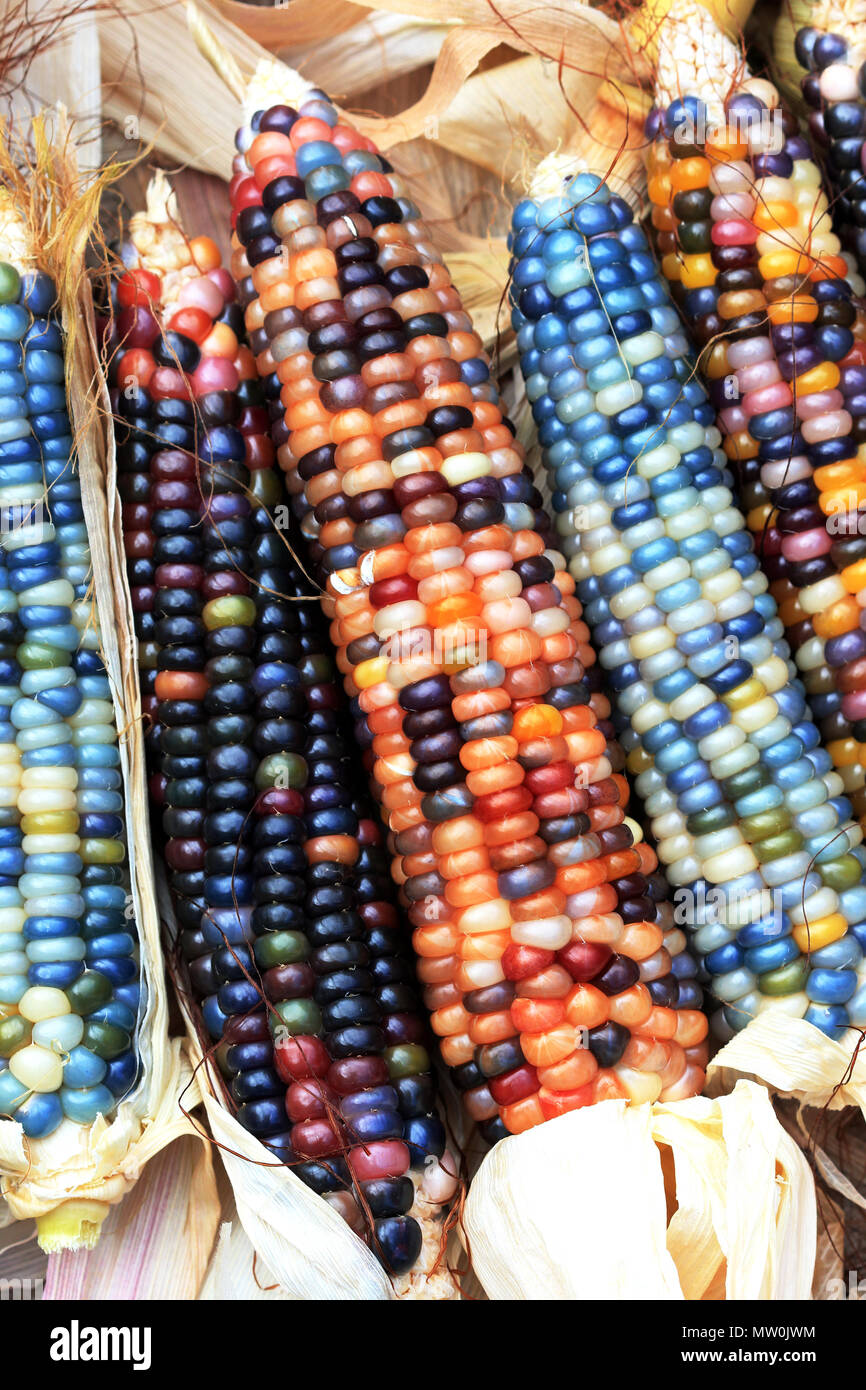 Heirloom corn hi-res stock photography and images - Alamy
