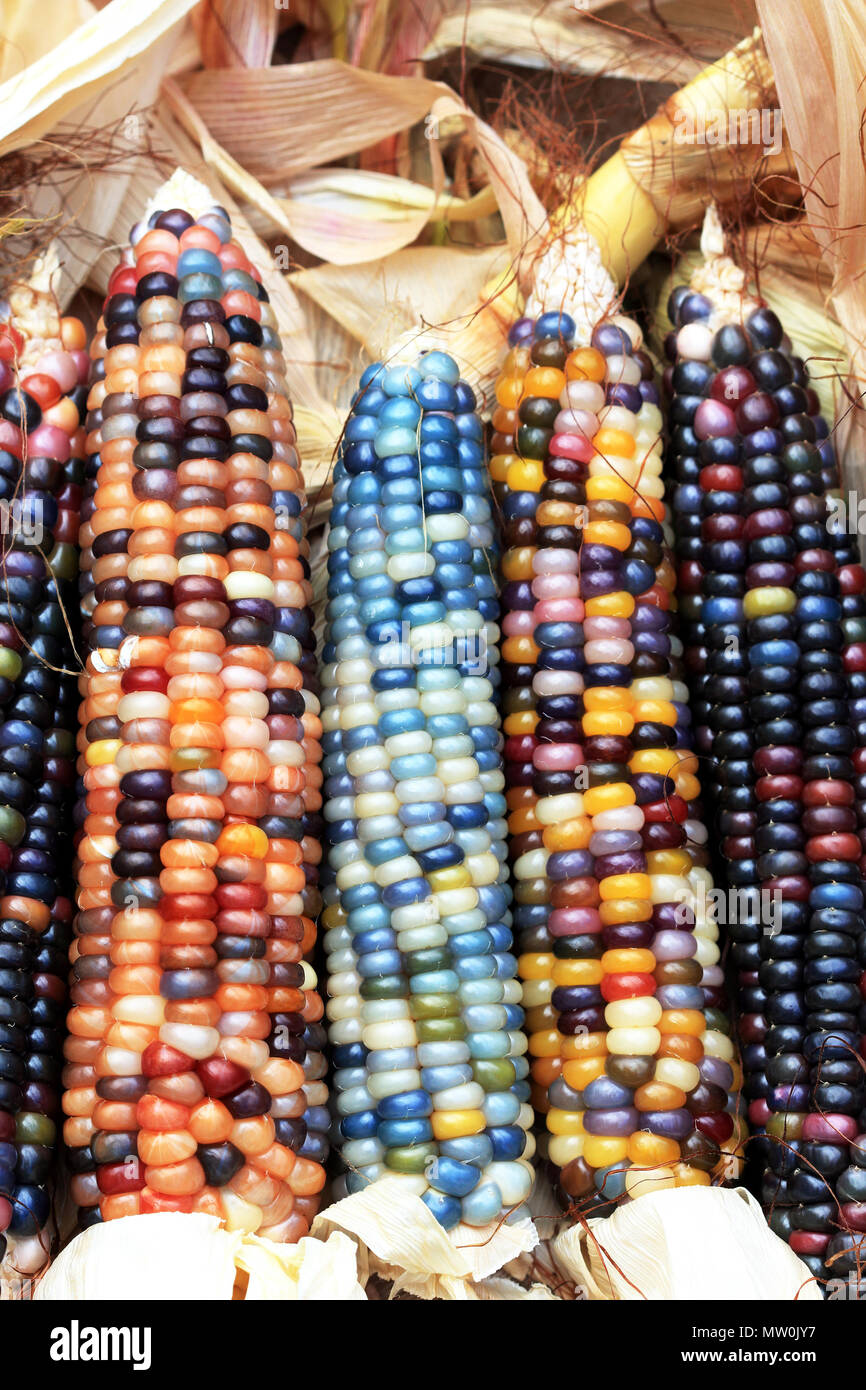 Heirloom corn hi-res stock photography and images - Alamy