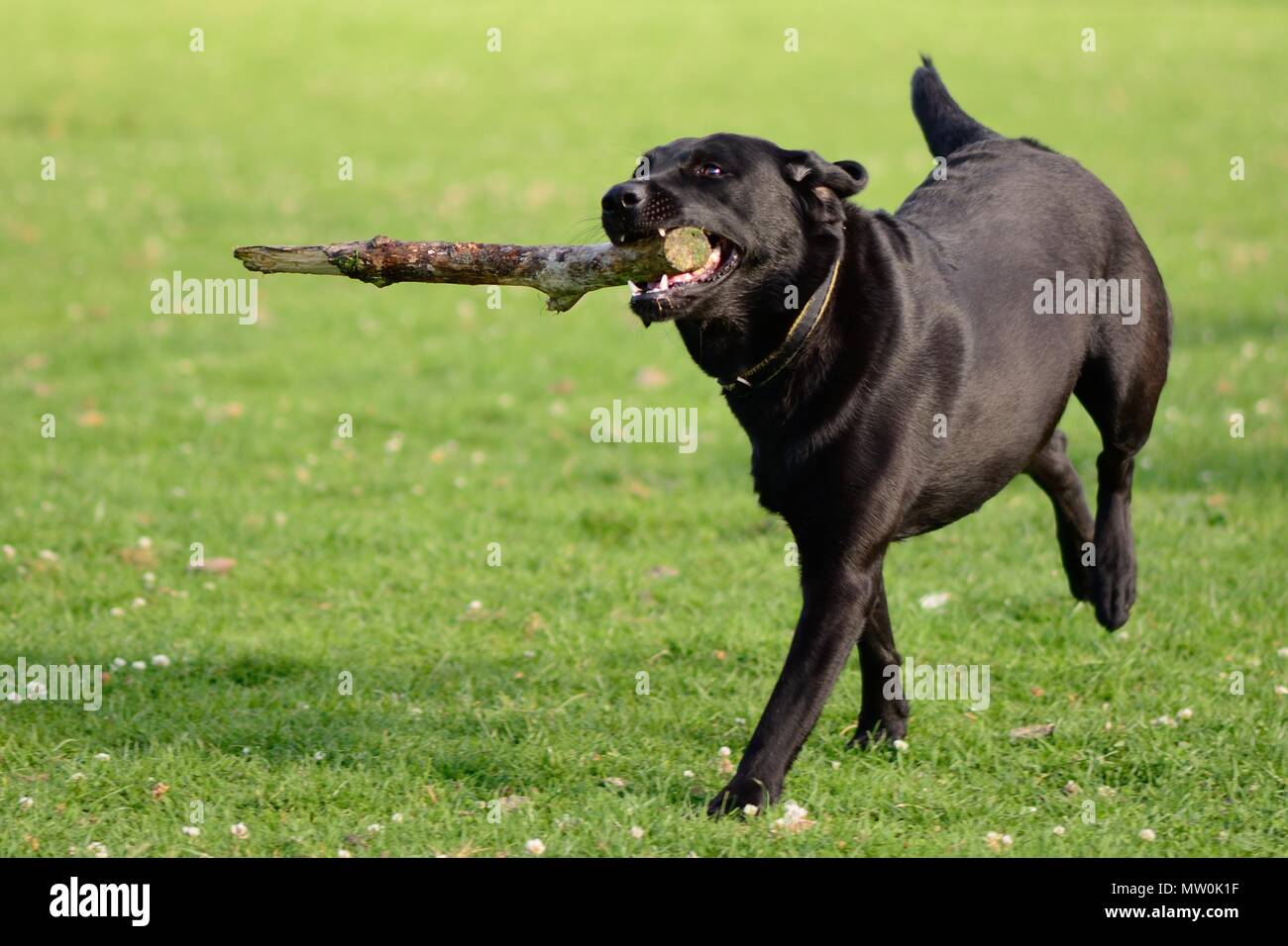Black labrador retriever playing hi-res stock photography and images ...