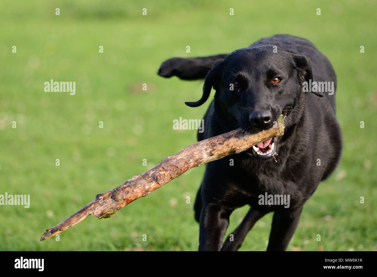 Black labrador retriever playing hi-res stock photography and images ...