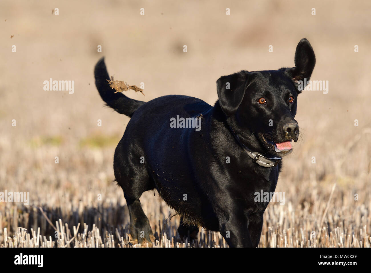 Black labrador retriever running hi-res stock photography and images ...