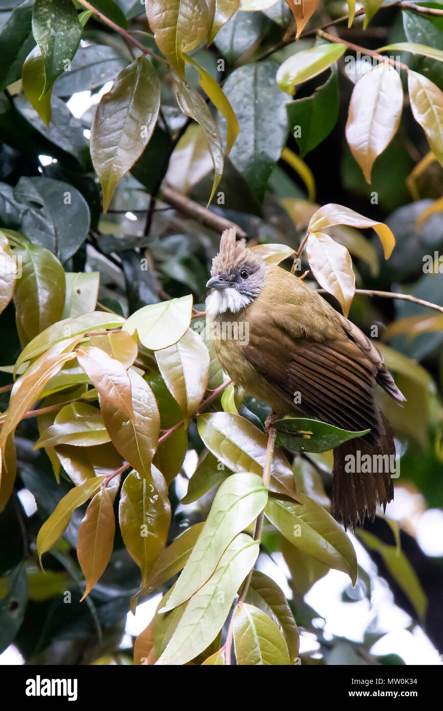 Puff bird hi-res stock photography and images - Alamy