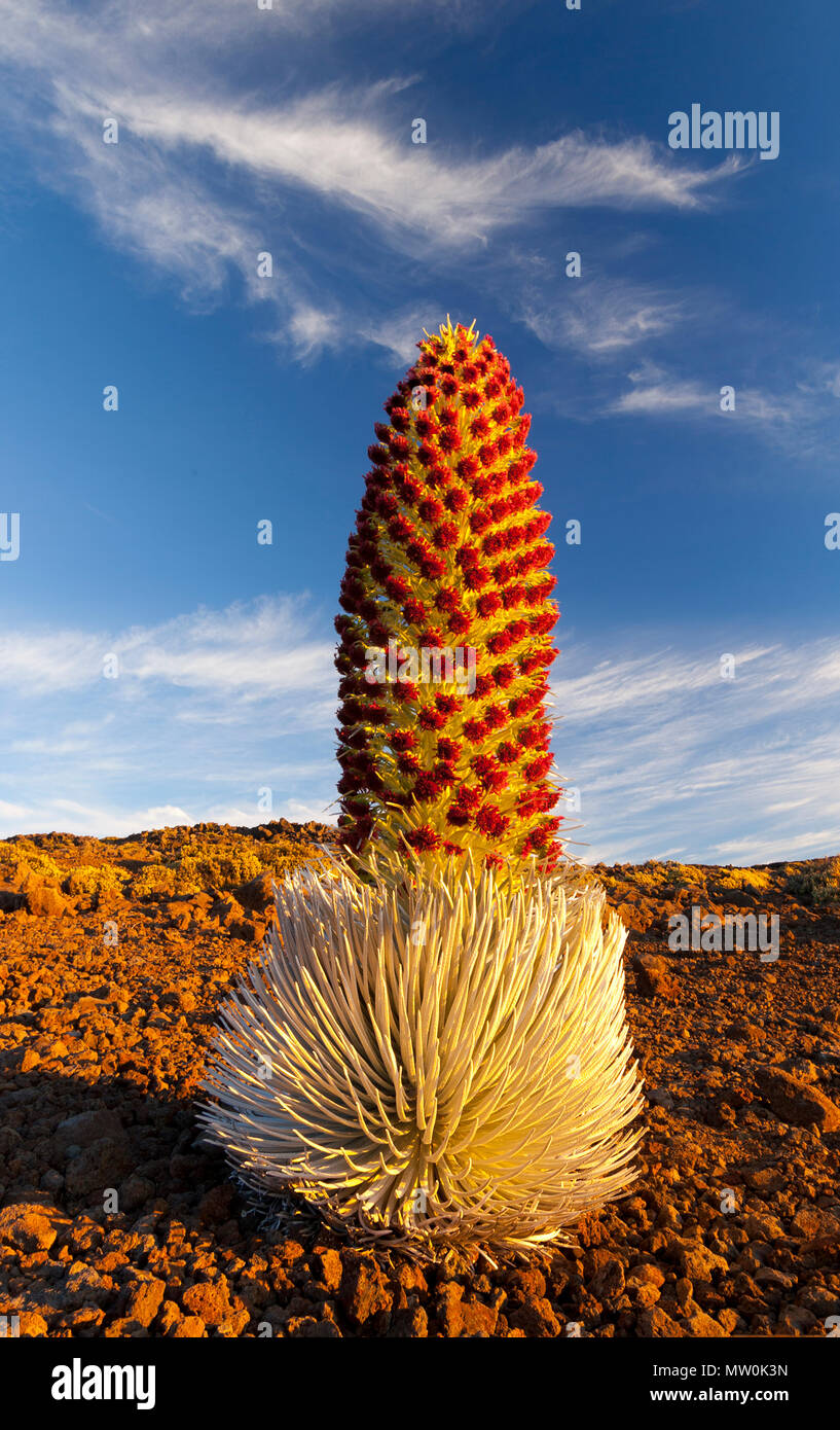 Haleakala silversword bloom hi-res stock photography and images - Alamy