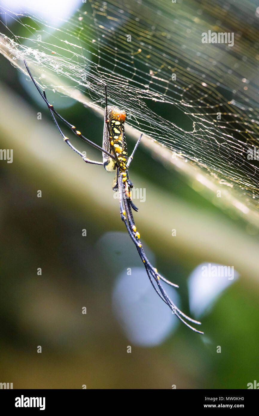 Giant Golden Orb-weaving Spider AKA Giant Wood Spider (Nephhila pilipes ...