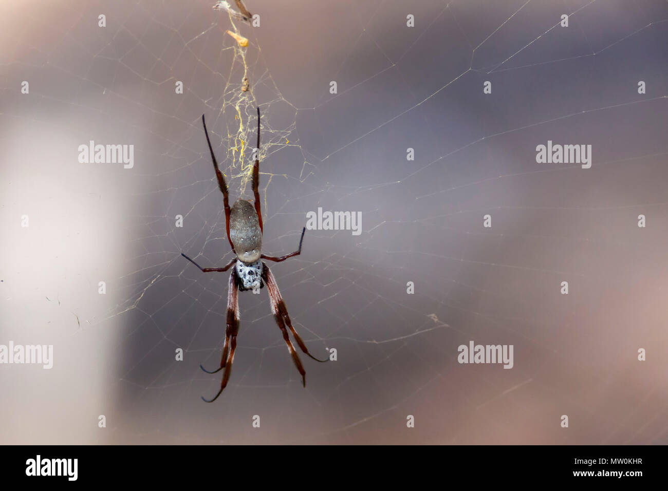 Golden orb spider green hi-res stock photography and images - Alamy