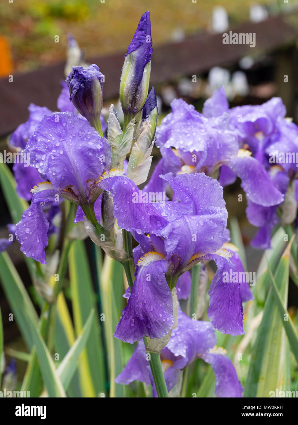 Elegant blue flowers of the yellow variegated Dalmation iris, Iris ...