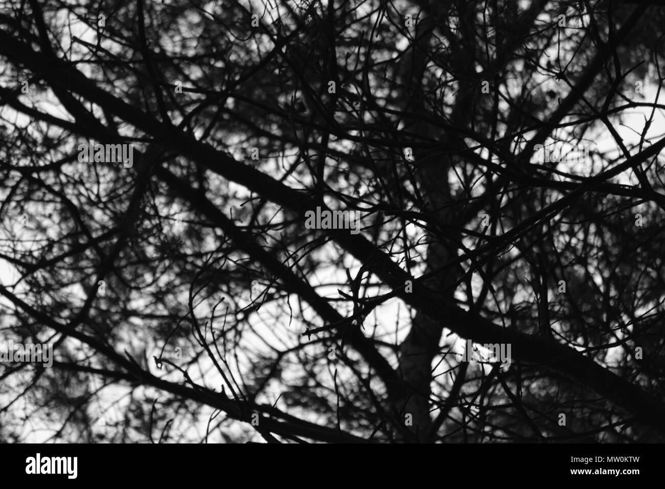 Web of Trees Stock Photo - Alamy