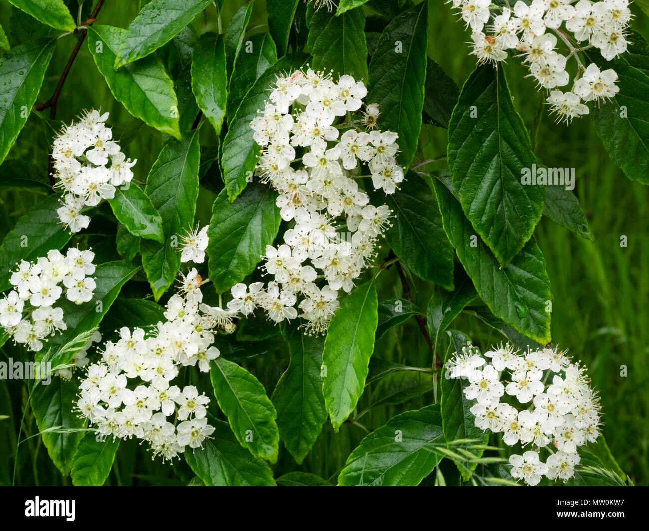 Early summer flowers of the hardy deciduous whitebeam tree, Sorbus ...