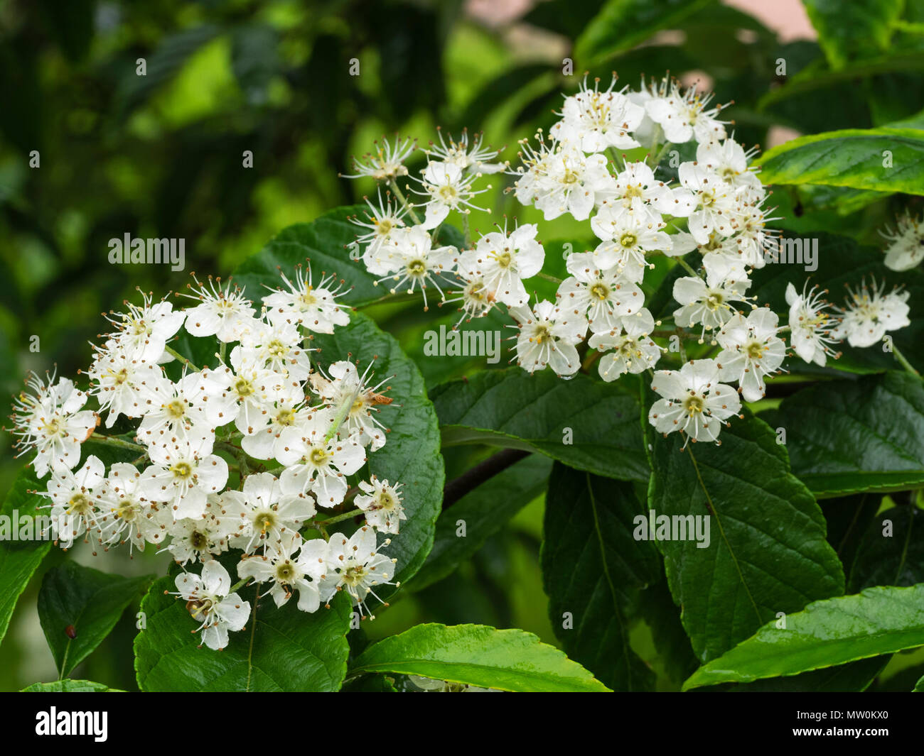Early summer flowers of the hardy deciduous whitebeam tree, Sorbus ...