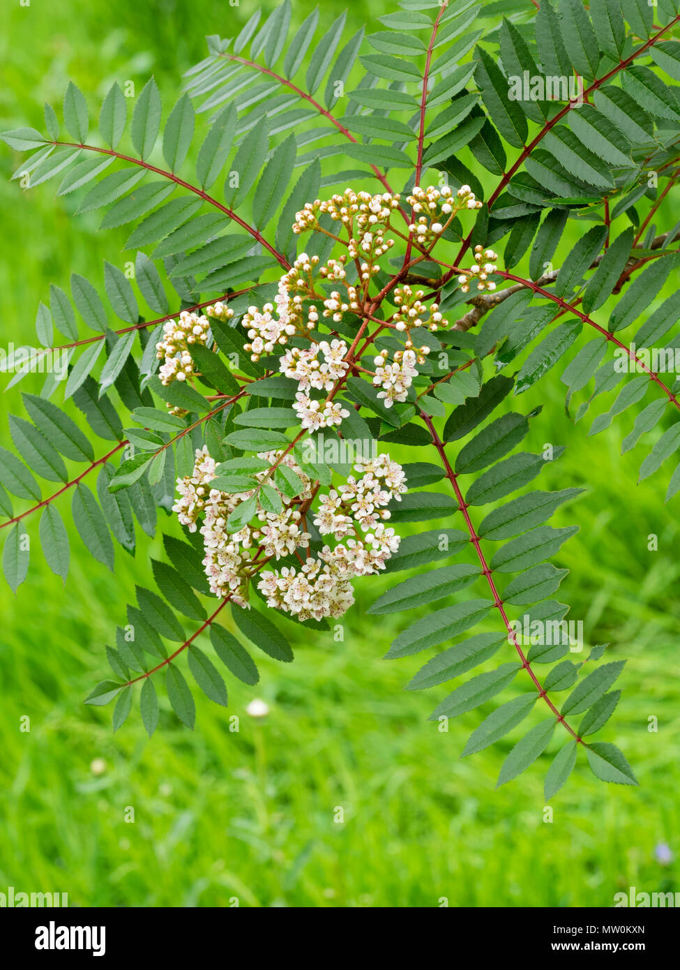 Pinnate hi-res stock photography and images - Alamy