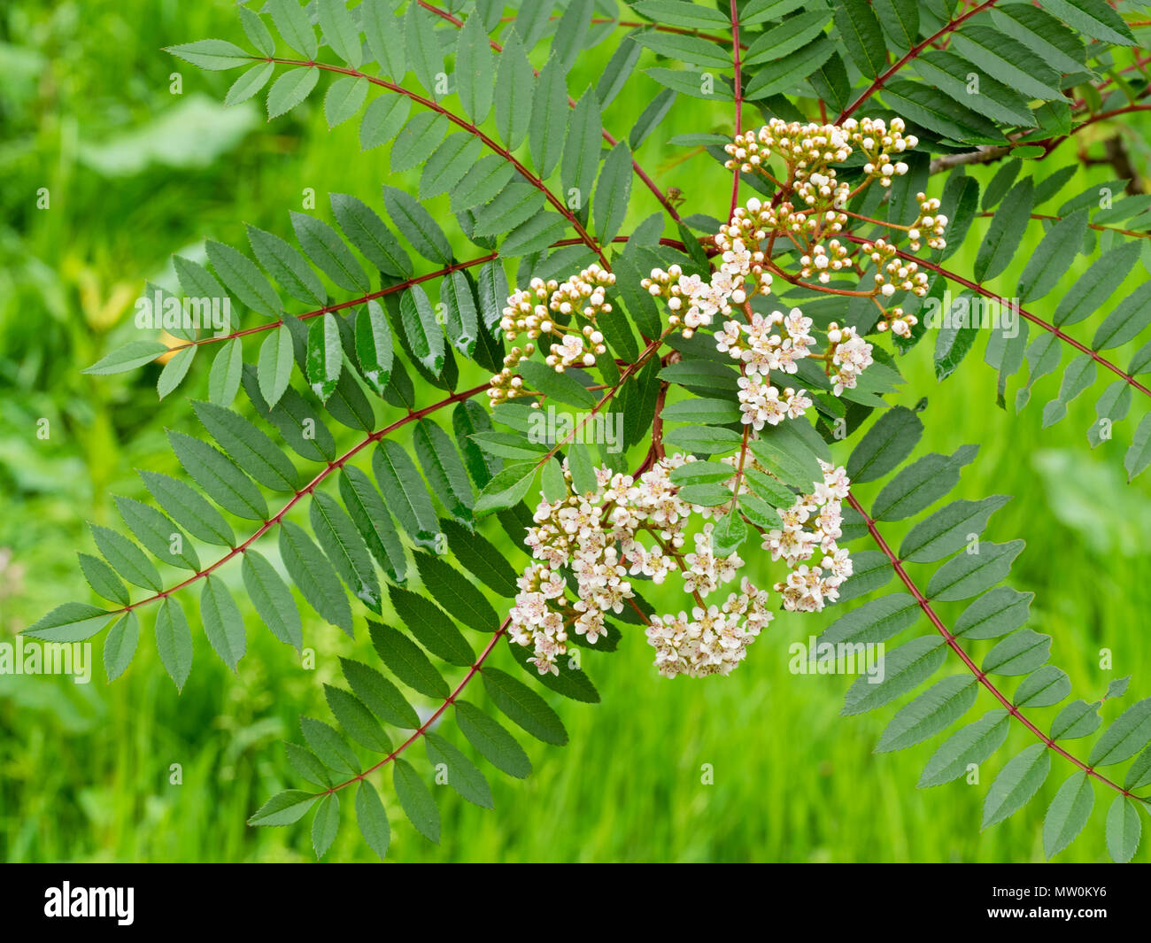 Elegant deciduous pinnate foliage and early summer flowers of the small ...