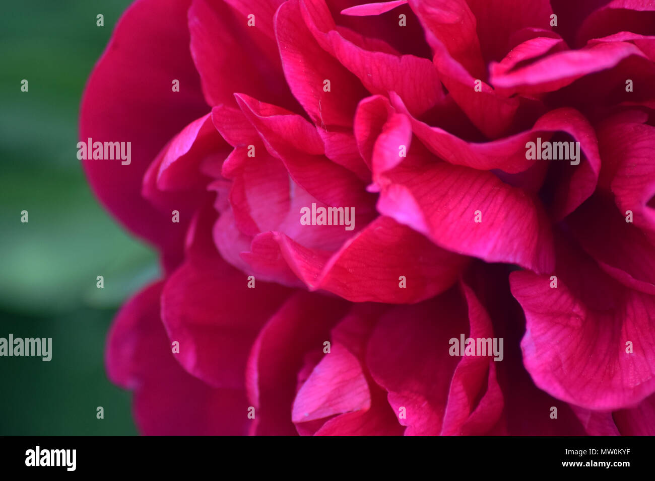 Beauty of imperfect flower hi-res stock photography and images - Alamy