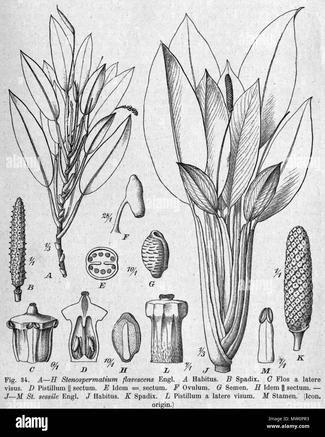 . English: Stenospermation flavescens botanical drawing . 1908. Adolf ...