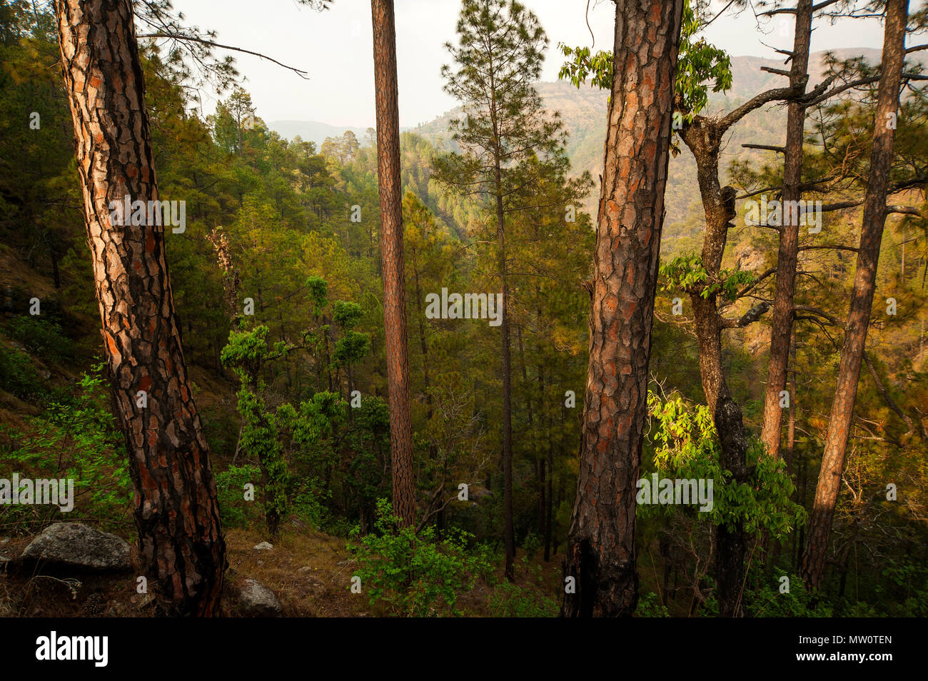 Pine tree forest at Champa Gorge, where Jim Corbett shot the Champawatt ...