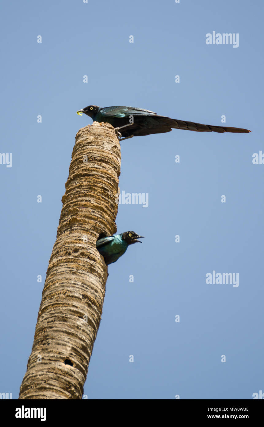 Two glossy starlings nesting in top of dead palm tree, one looking out ...