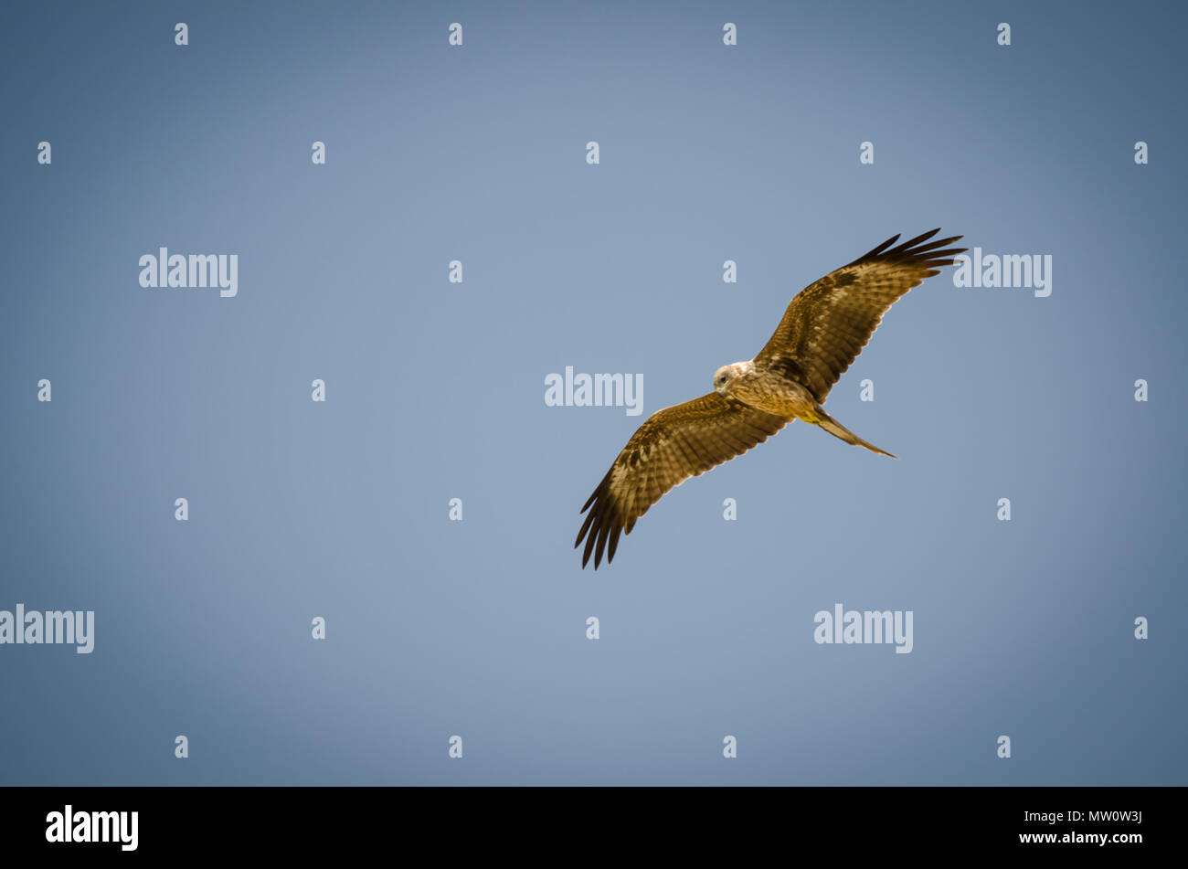 Buzzard with wings spread hi-res stock photography and images - Alamy