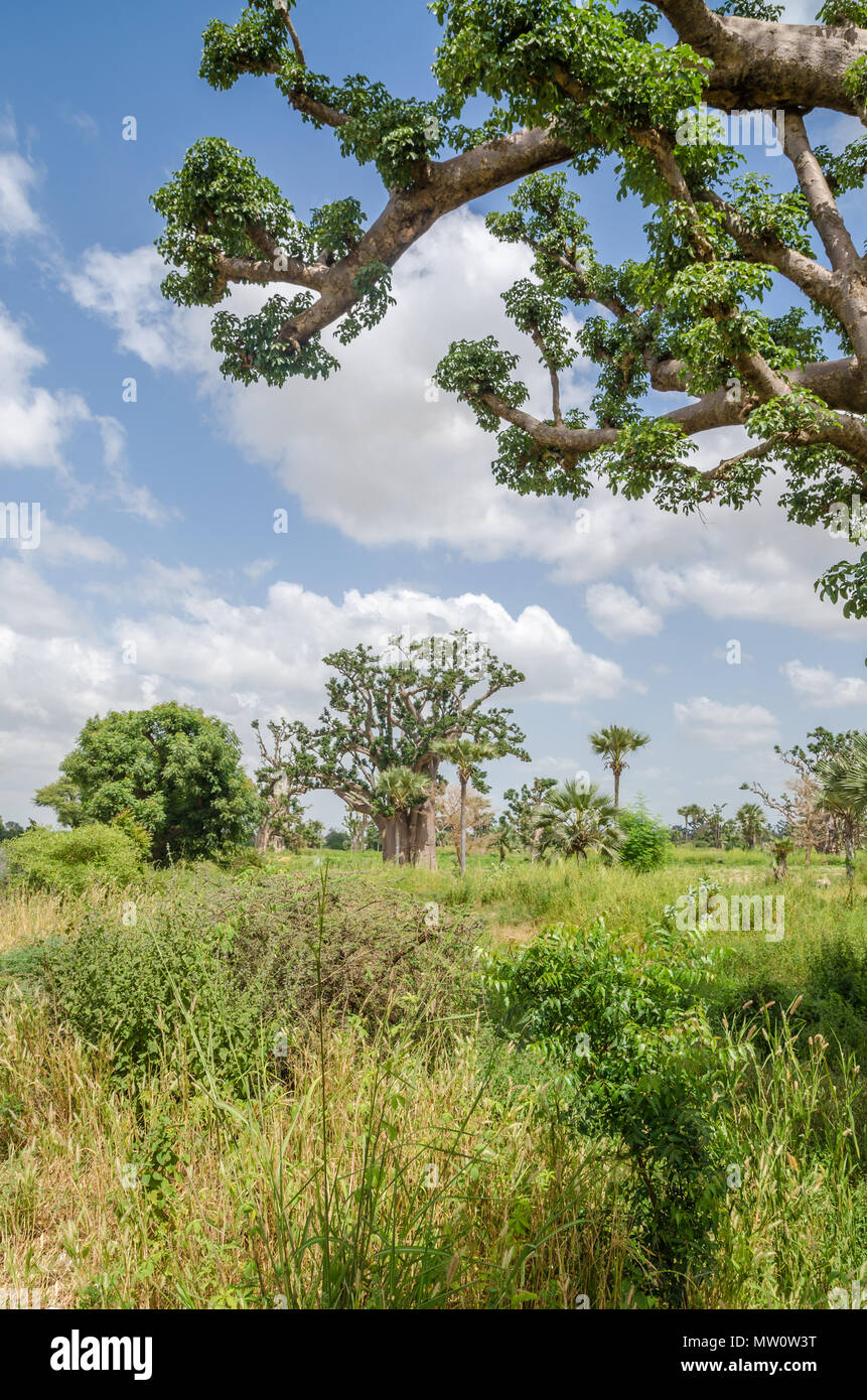 African baobab trees in between long grass against cloudy blue sky on ...