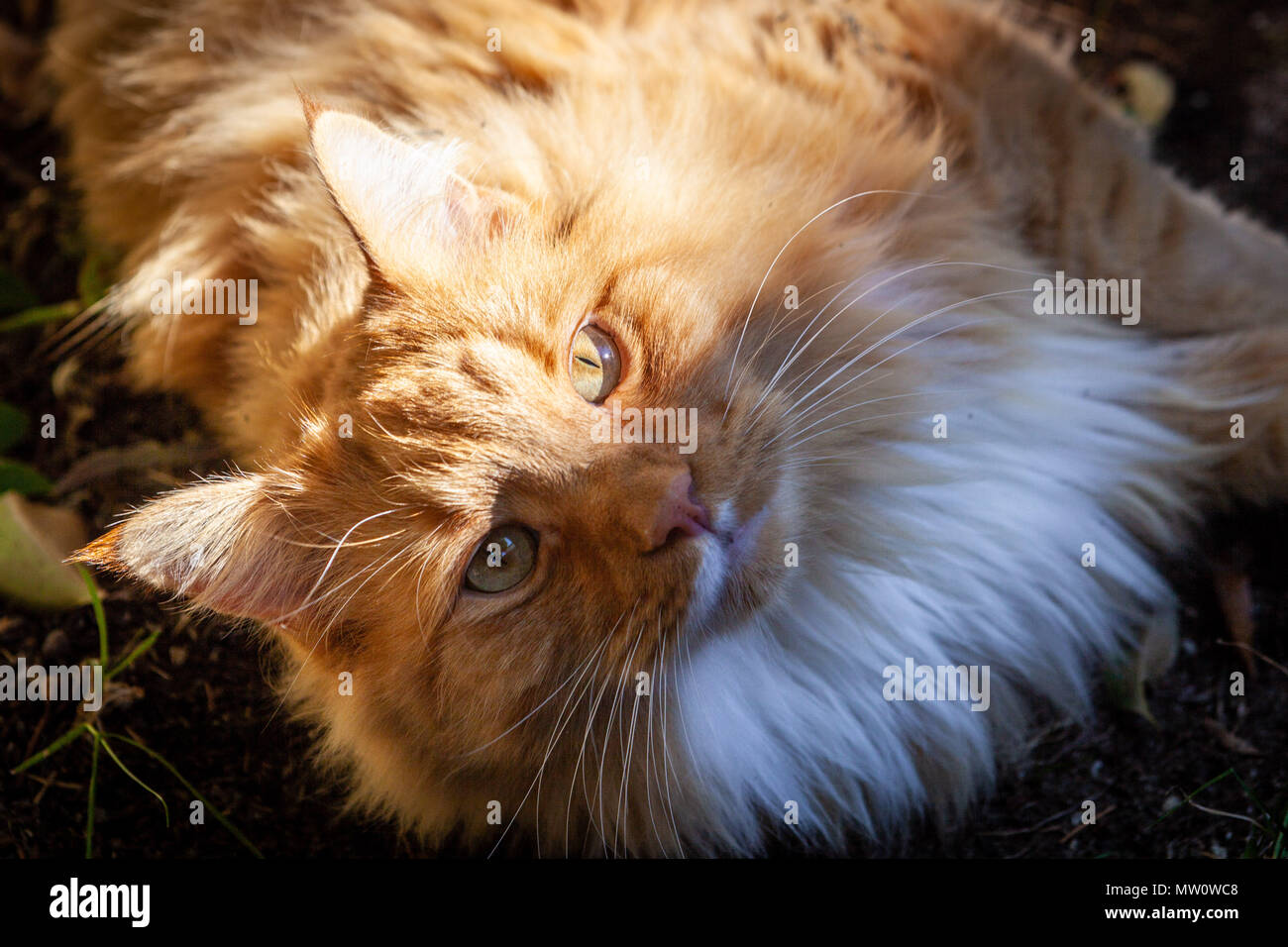 Ginger cat staring intensely into the camera Stock Photo - Alamy