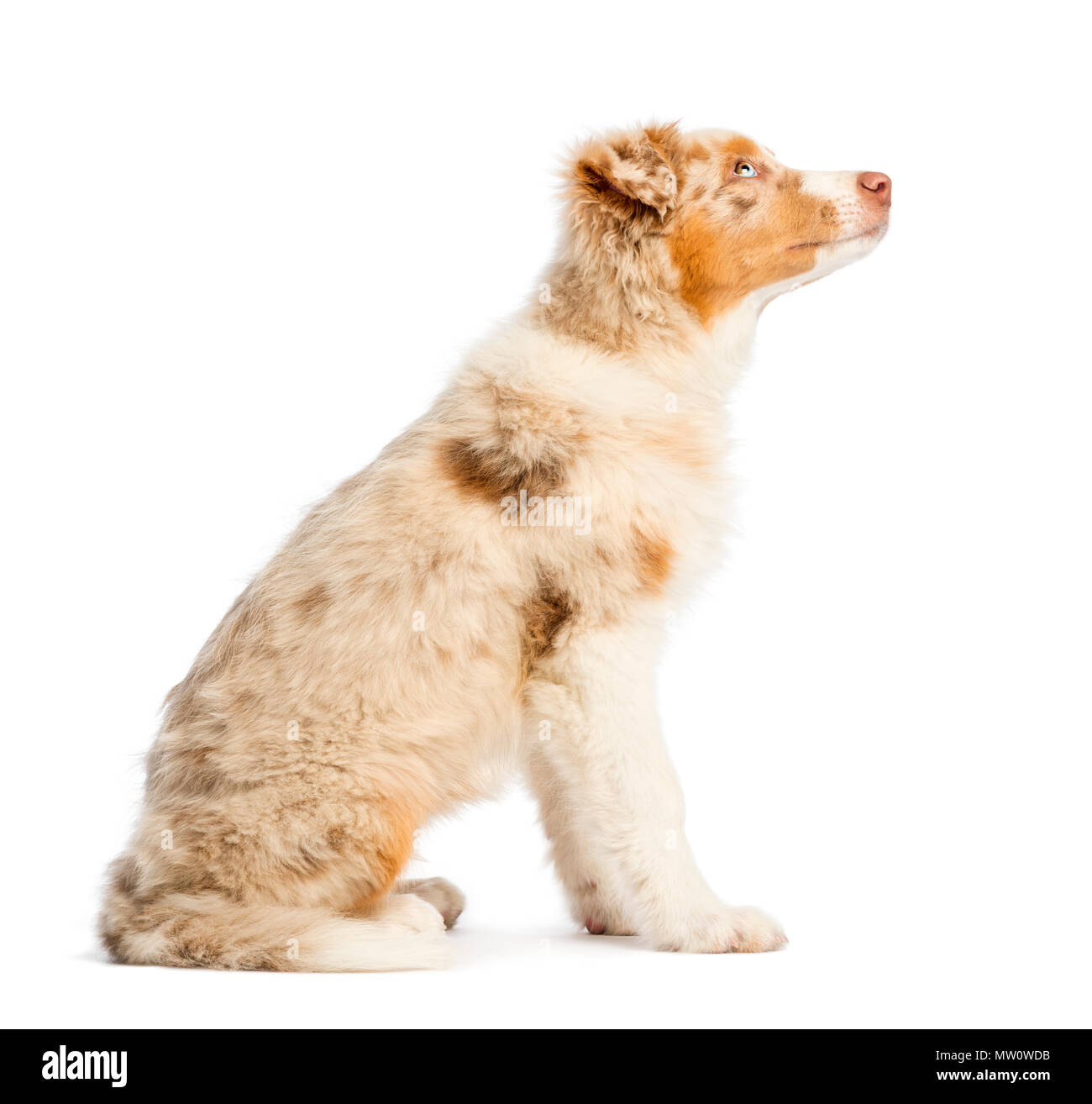 Side view of an Australian Shepherd puppy, 3.5 months old, sitting and ...