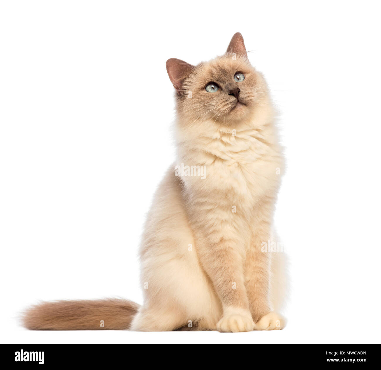 Birman sitting and looking up against white background Stock Photo - Alamy
