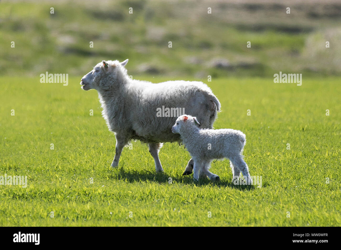 Icelandic sheep with lambs, a breed of domestic sheep. The Icelandic ...