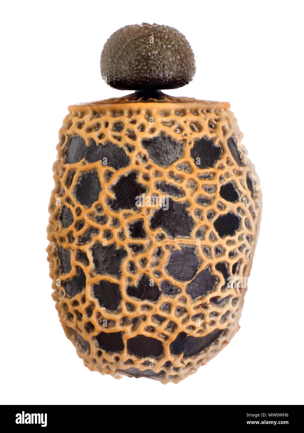 Periphetes forcipatus hi-res stock photography and images - Alamy