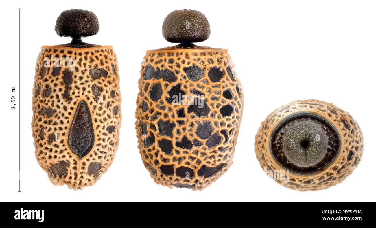 Periphetes forcipatus hi-res stock photography and images - Alamy