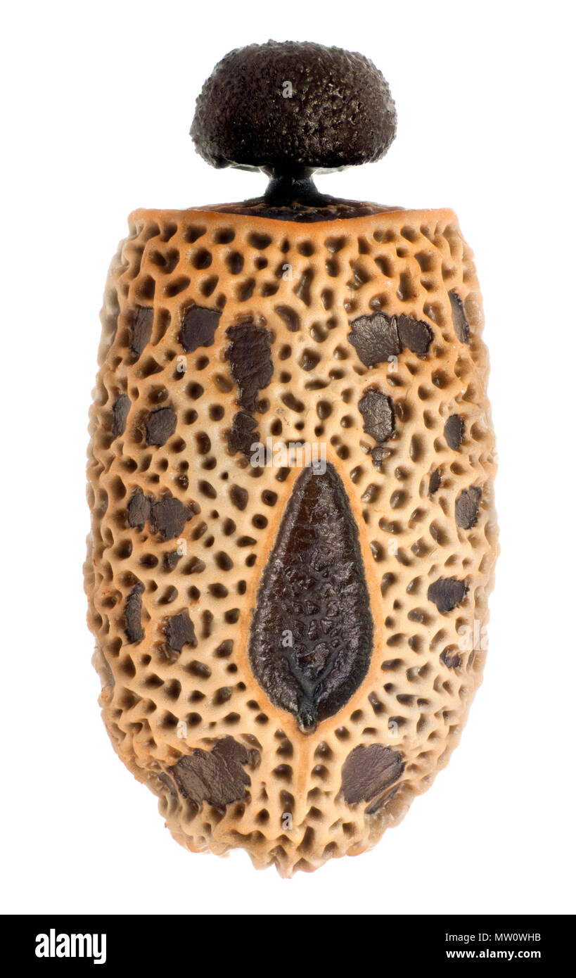 Egg of stick insects - Periphetes forcipatus Stock Photo - Alamy