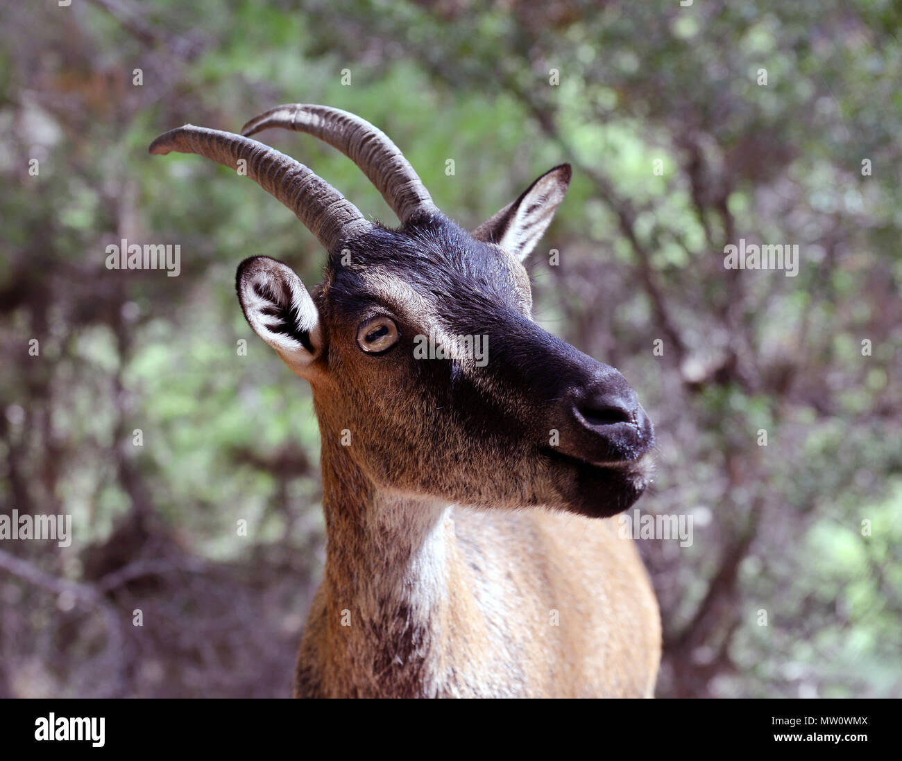 wild goat in the forest Stock Photo - Alamy