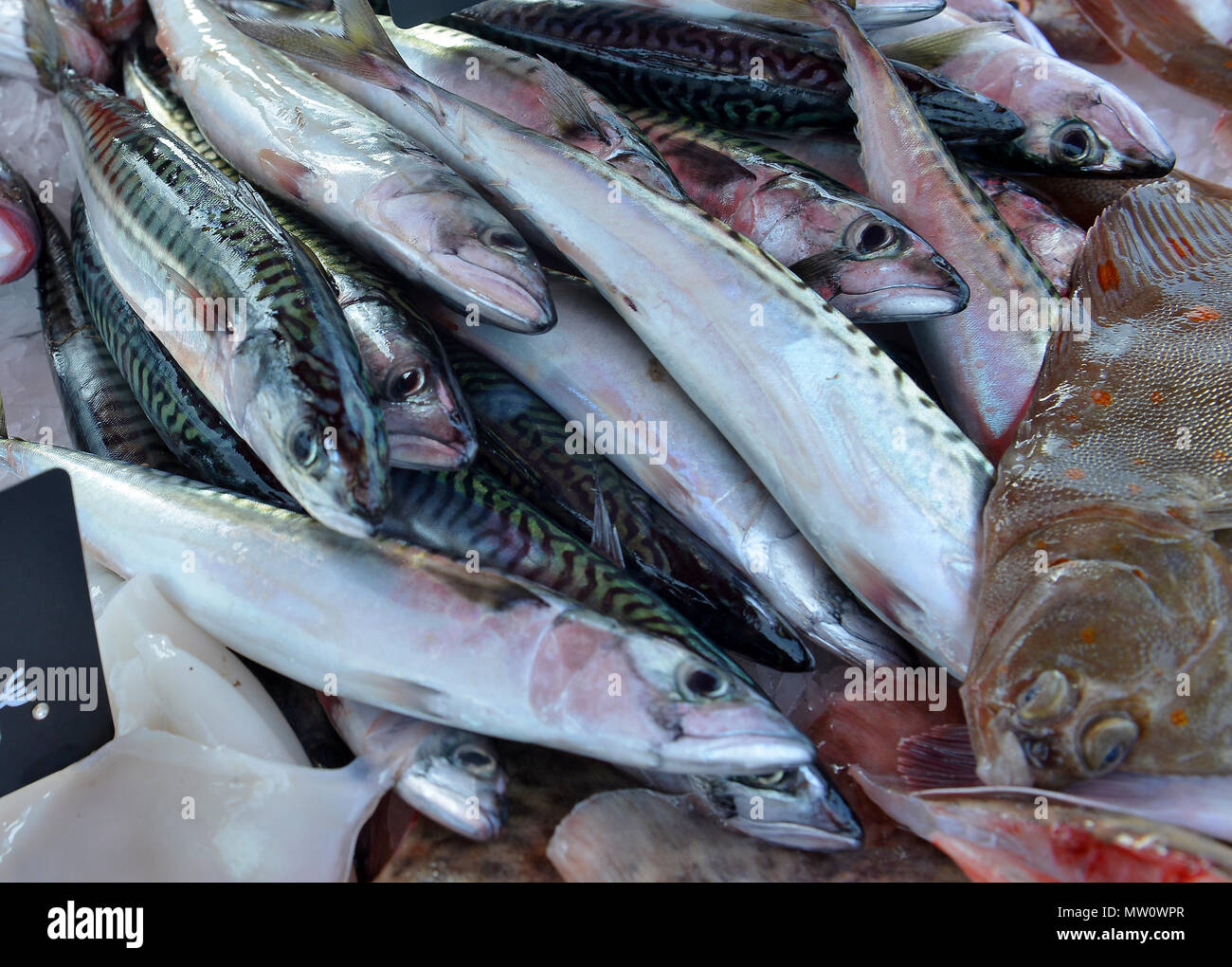mackerel on ice on display in a fish shop Stock Photo - Alamy