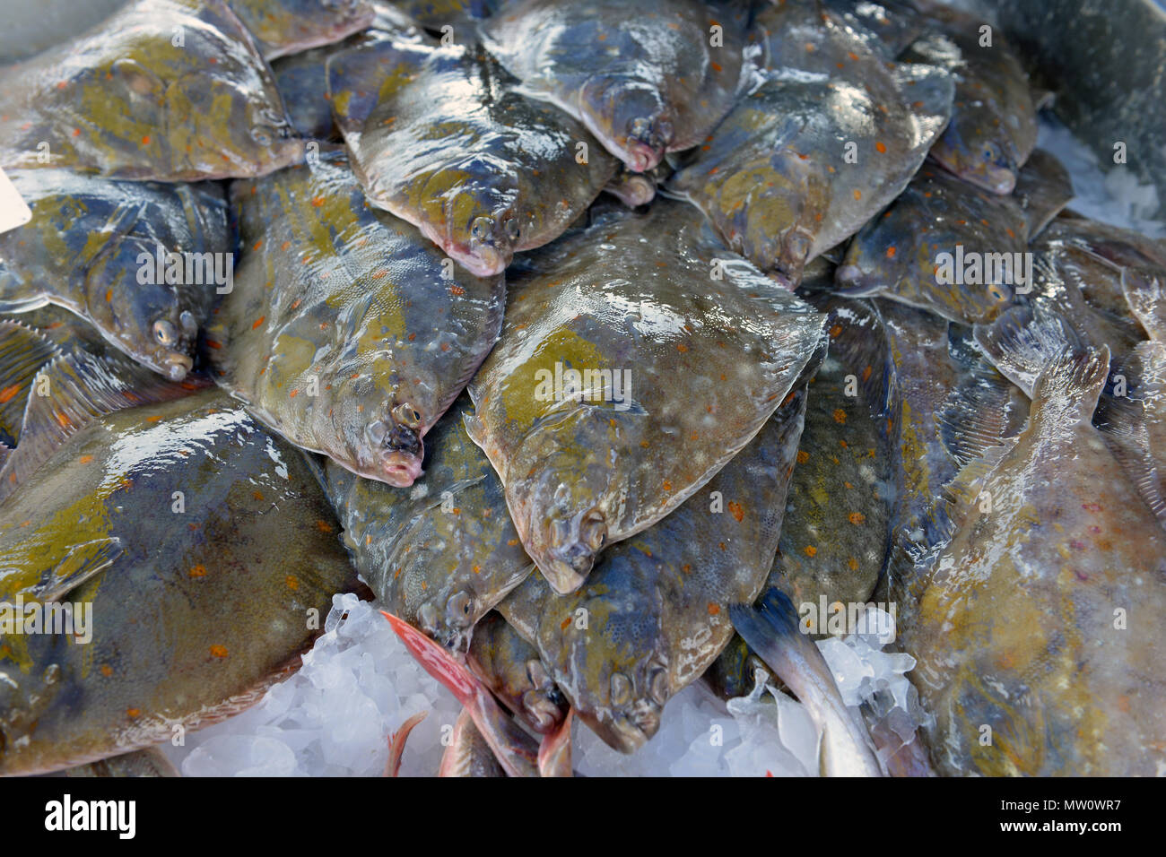 Flatfish on the stand of the fish market Stock Photo - Alamy
