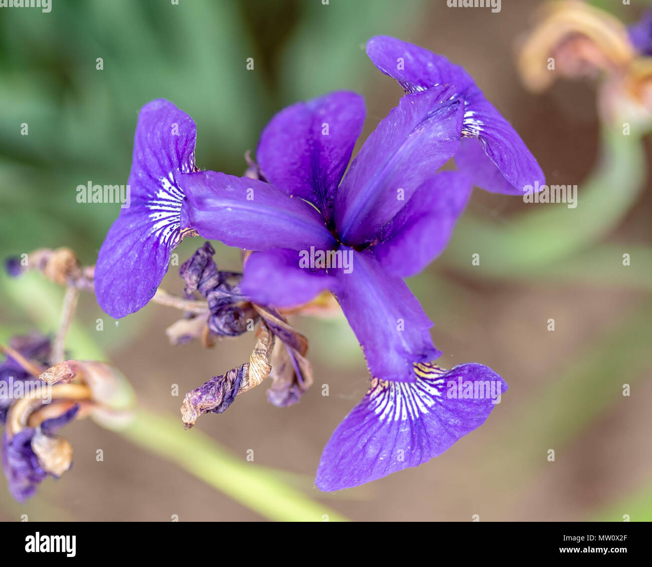 Violet iris hi-res stock photography and images - Alamy