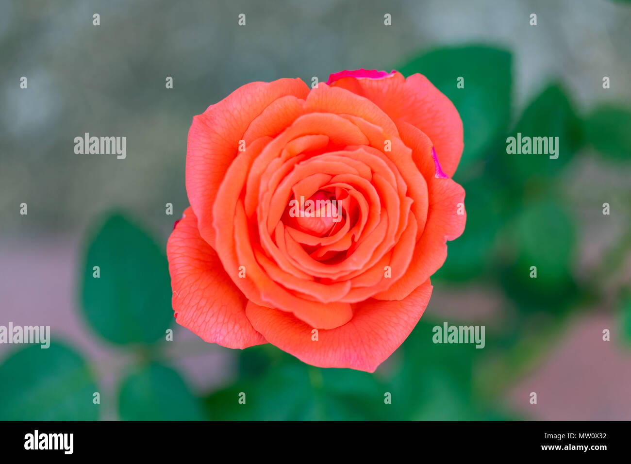 Rose coral hi-res stock photography and images - Alamy