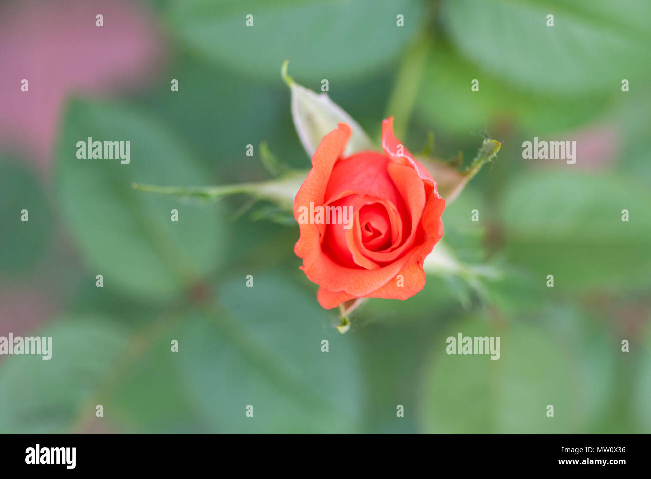 Rose coral hi-res stock photography and images - Alamy