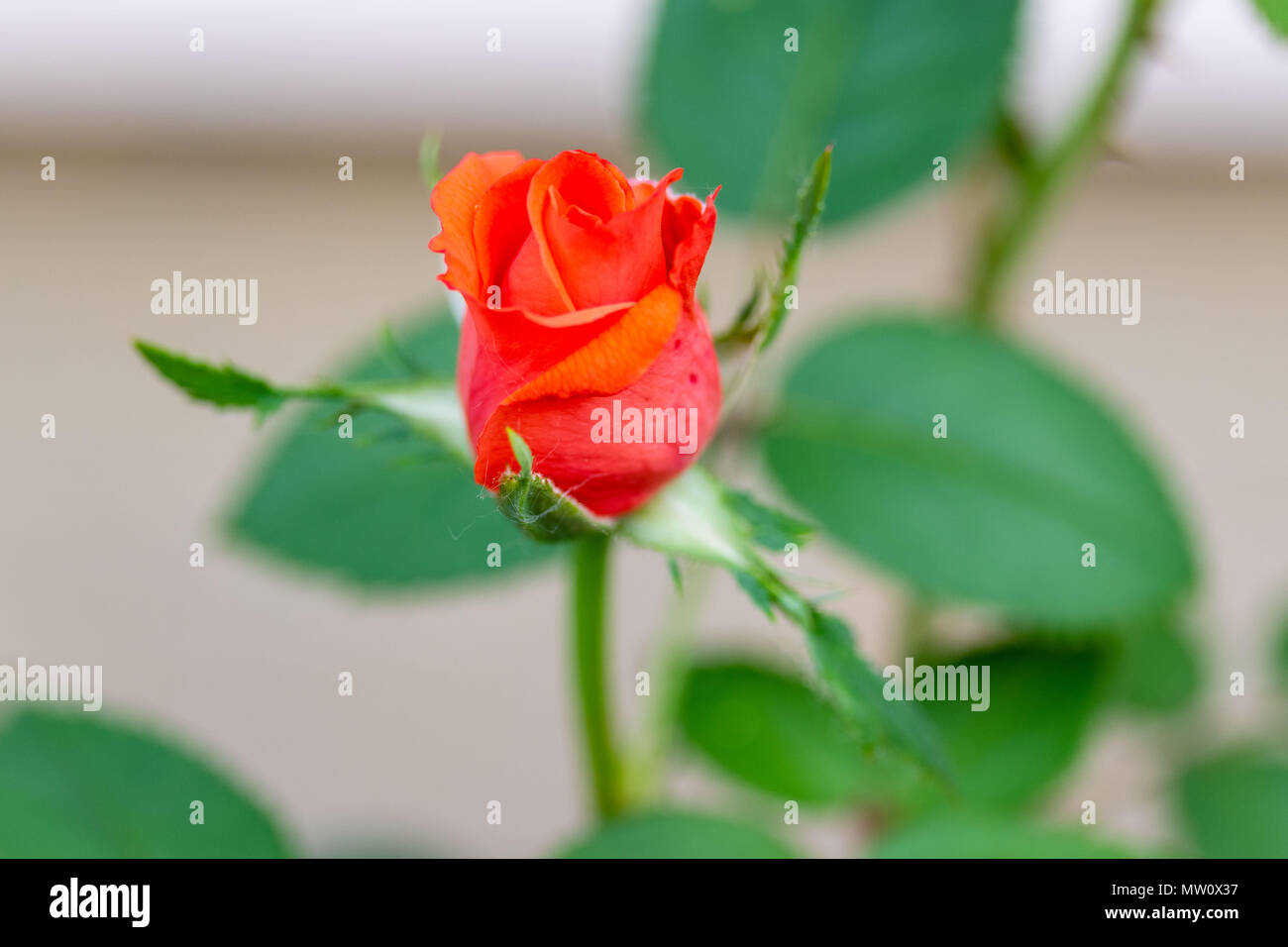 Rose coral hi-res stock photography and images - Alamy
