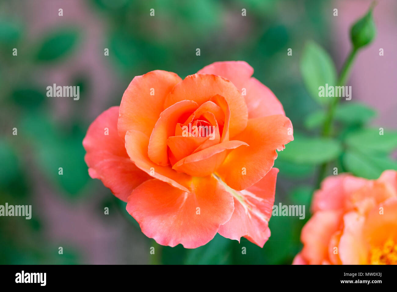 Rose coral hi-res stock photography and images - Alamy