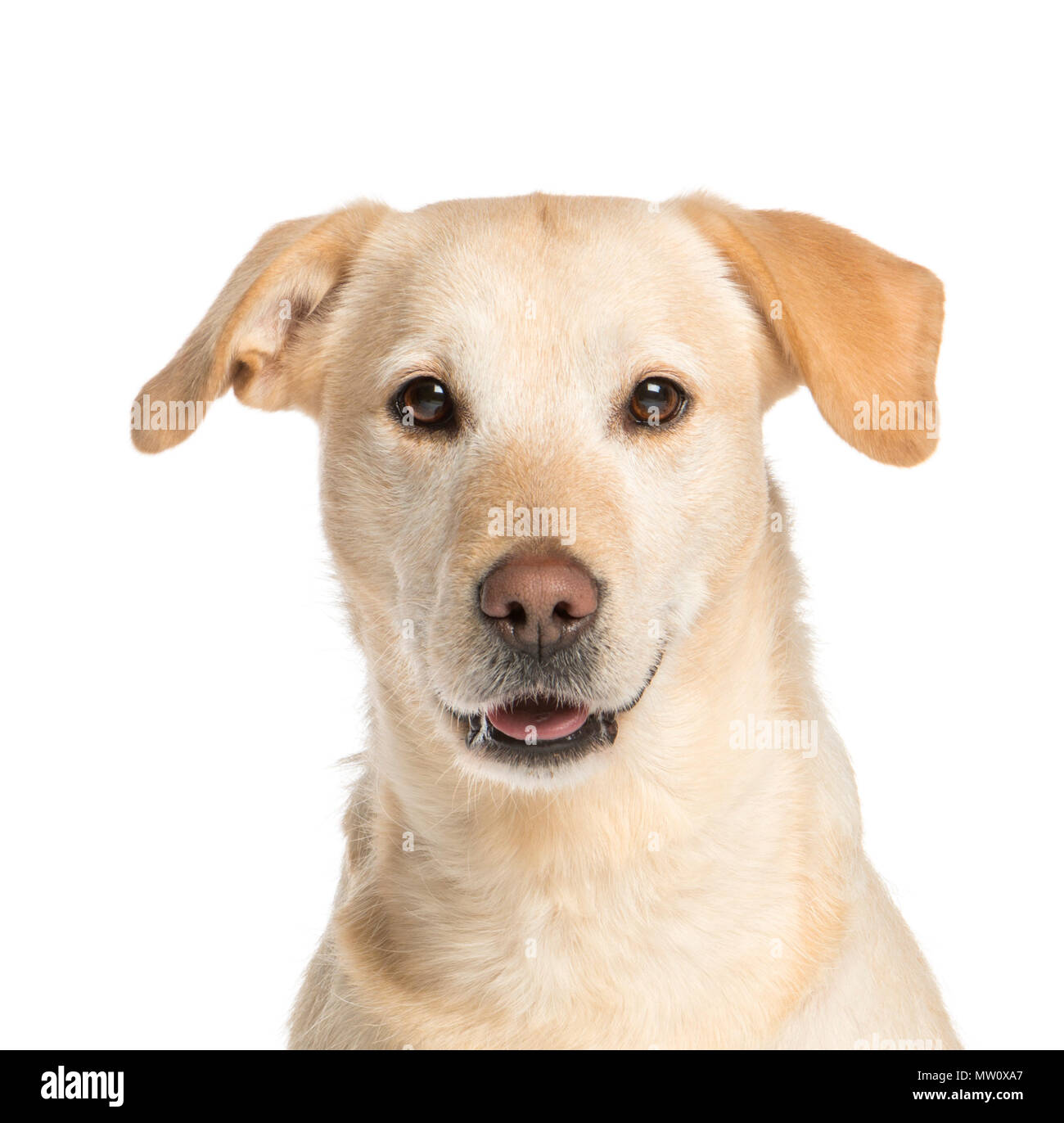 One year old golden retriever hi-res stock photography and images - Alamy