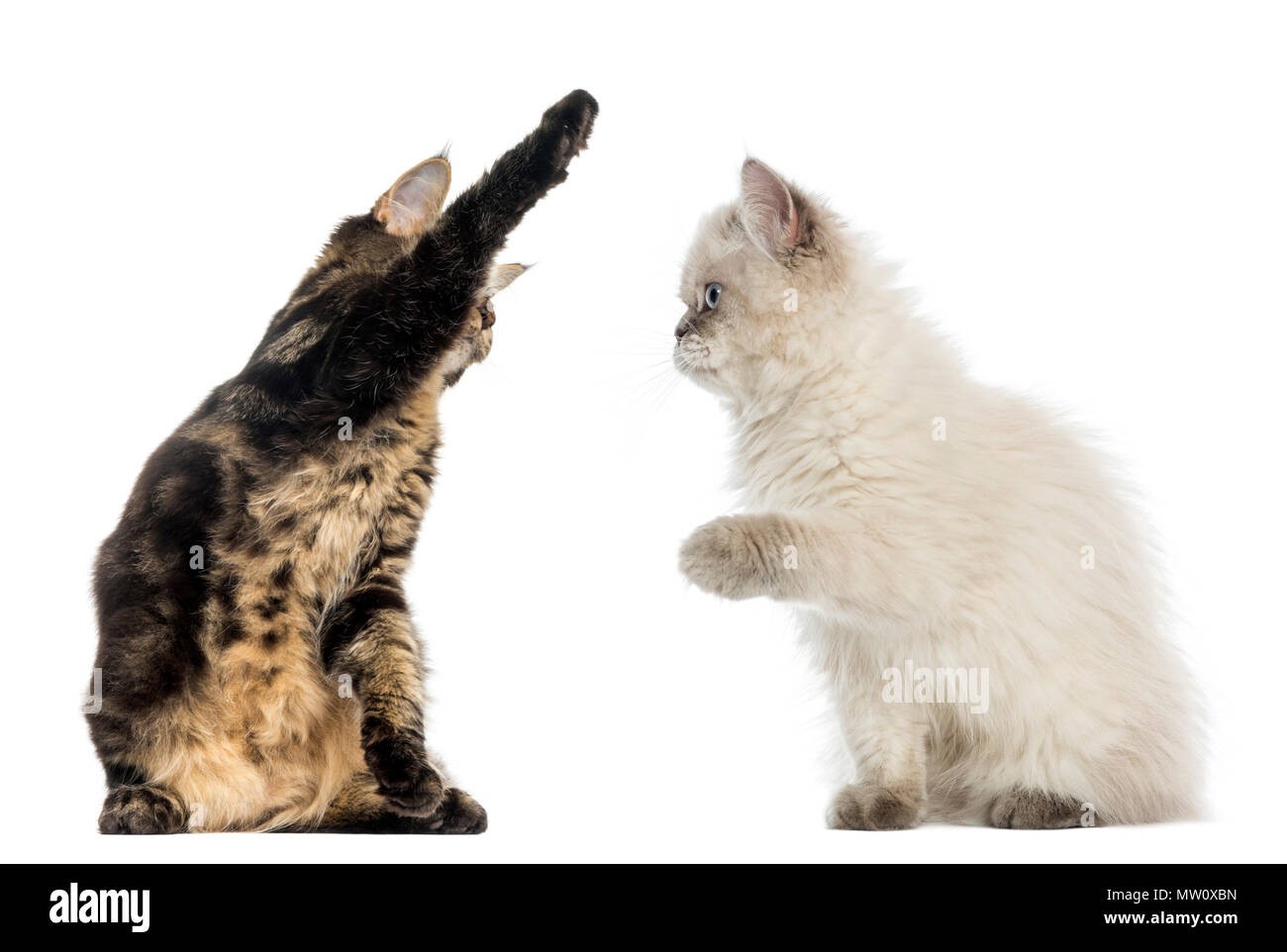 Cat high fiving hi-res stock photography and images - Alamy