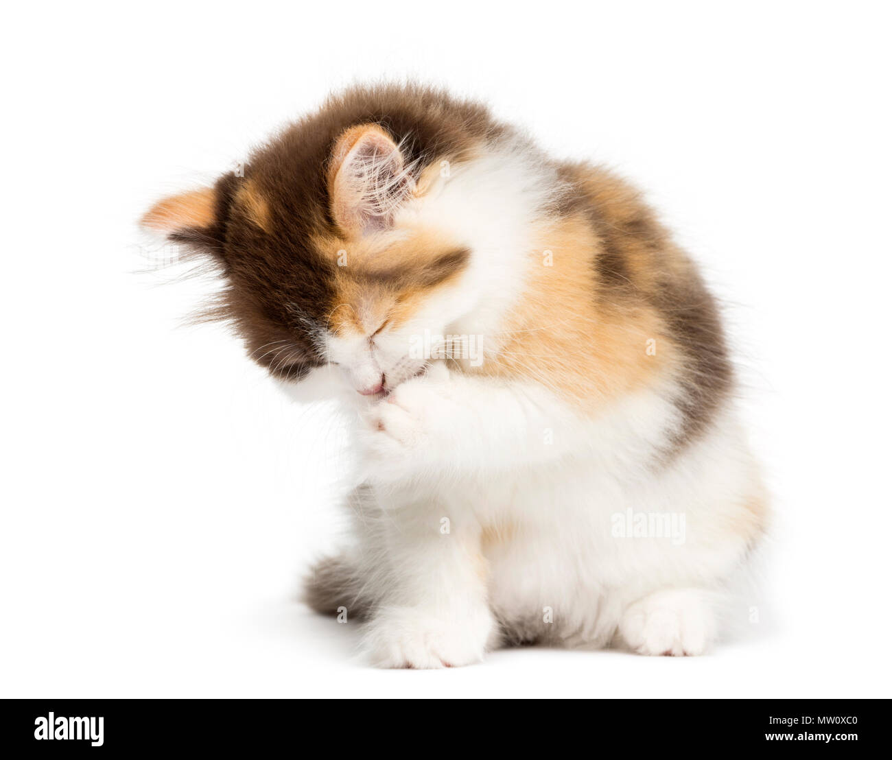 Kitten having a wash hi-res stock photography and images - Alamy