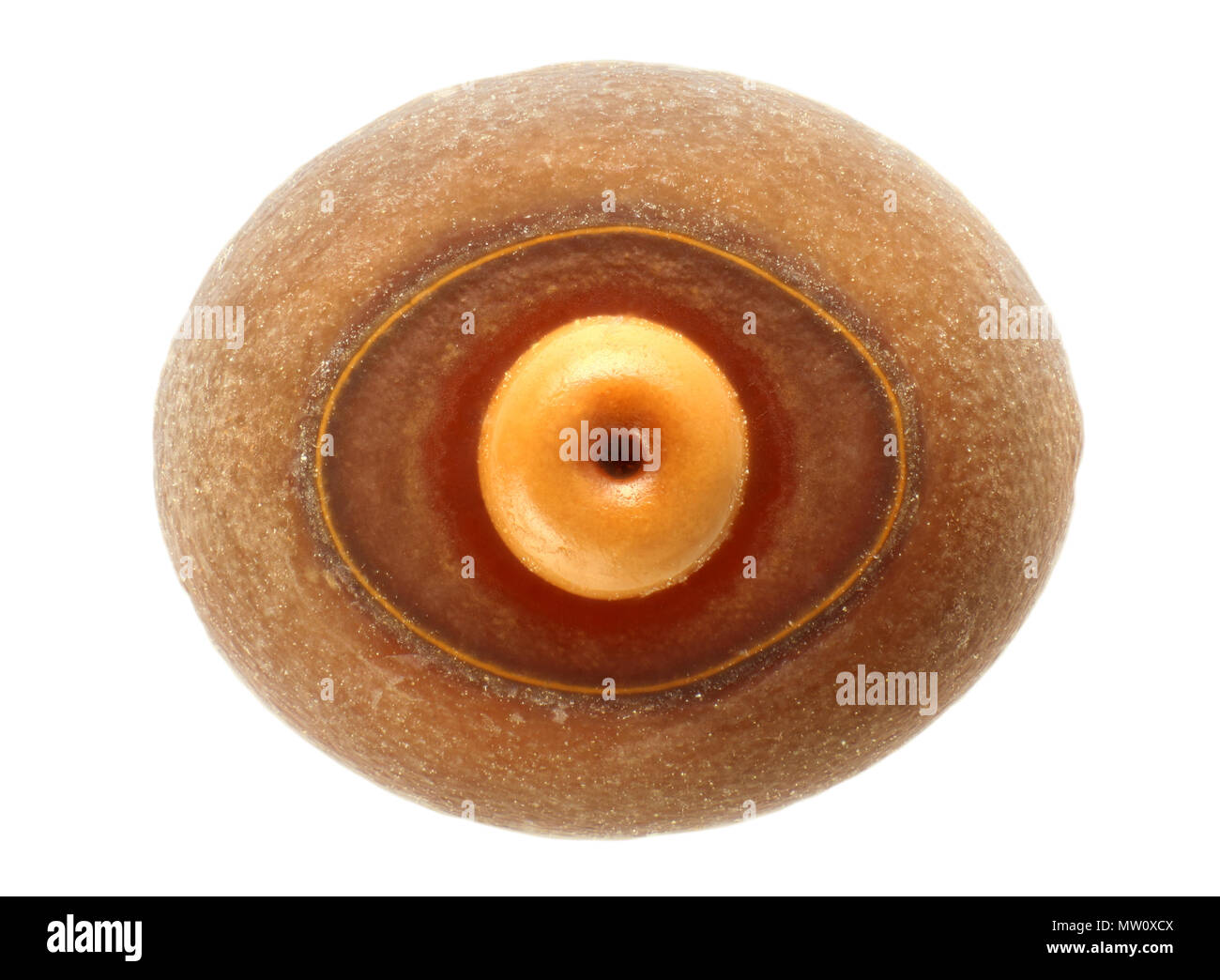 Indian stick insects hi-res stock photography and images - Alamy