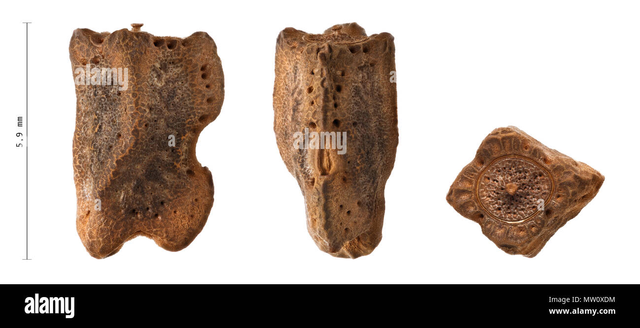 Crown Stick Insect's eggs, Onchestus rentzi, 5.9 mm, isolated on white ...