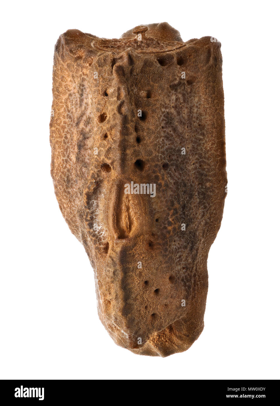 Crown sitck insect hi-res stock photography and images - Alamy