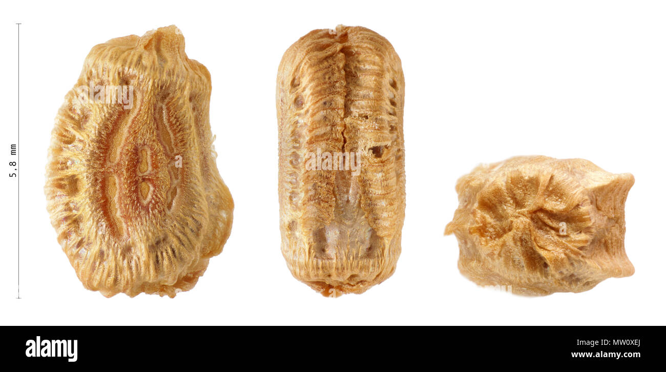 Phasmatodea's eggs, Phyllium jacobsoni 5.8 mm, isolated on white Stock ...